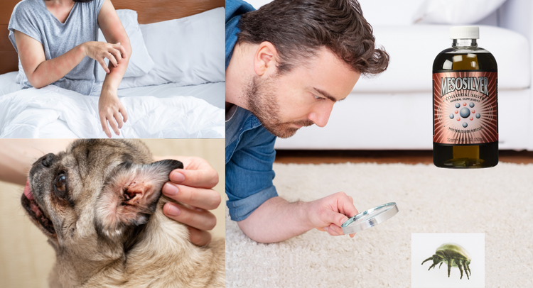 How to Treat Mites with Colloidal Silver: A Natural and Effective Solu ...